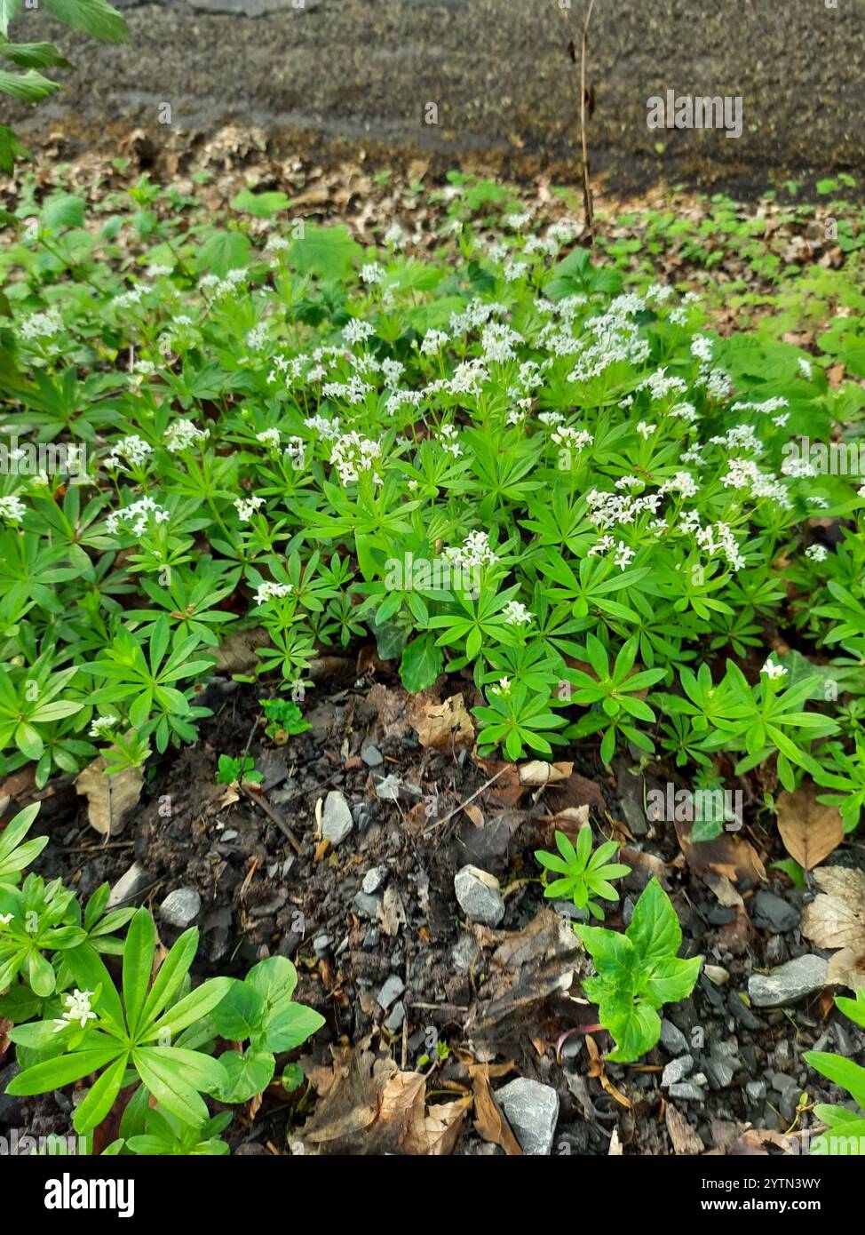 Sweet Woodruff (Galium odoratum Stock Photo - Alamy