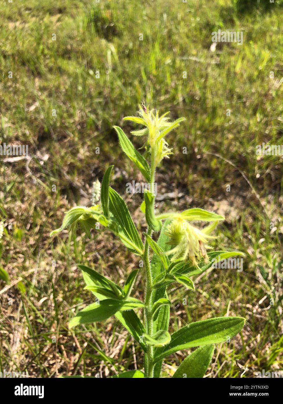 Virginia marbleseed (Lithospermum virginianum Stock Photo - Alamy