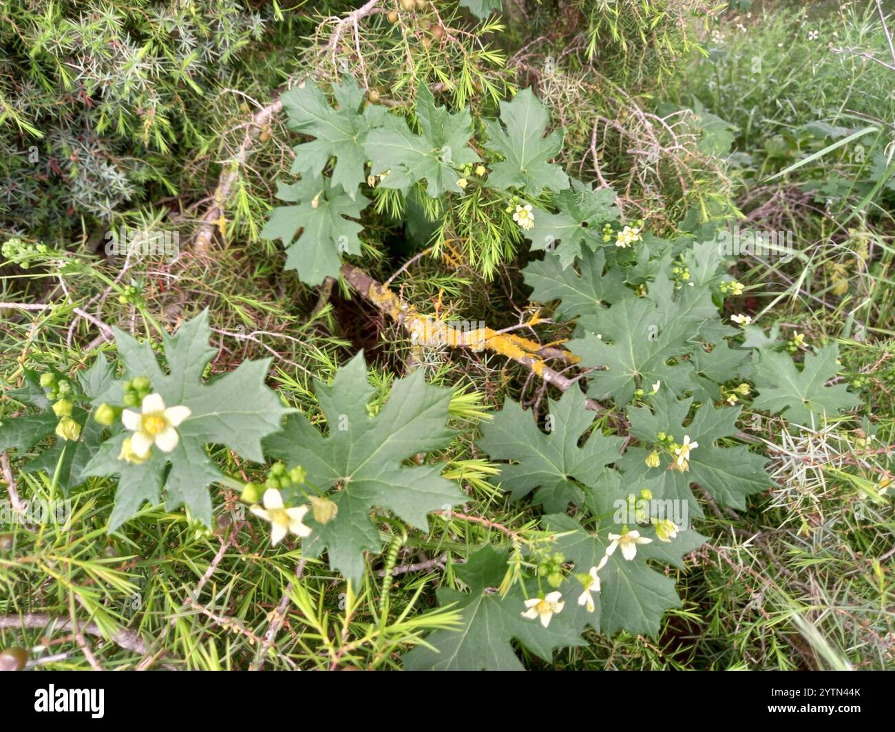 White Bryony (Bryonia cretica dioica Stock Photo - Alamy
