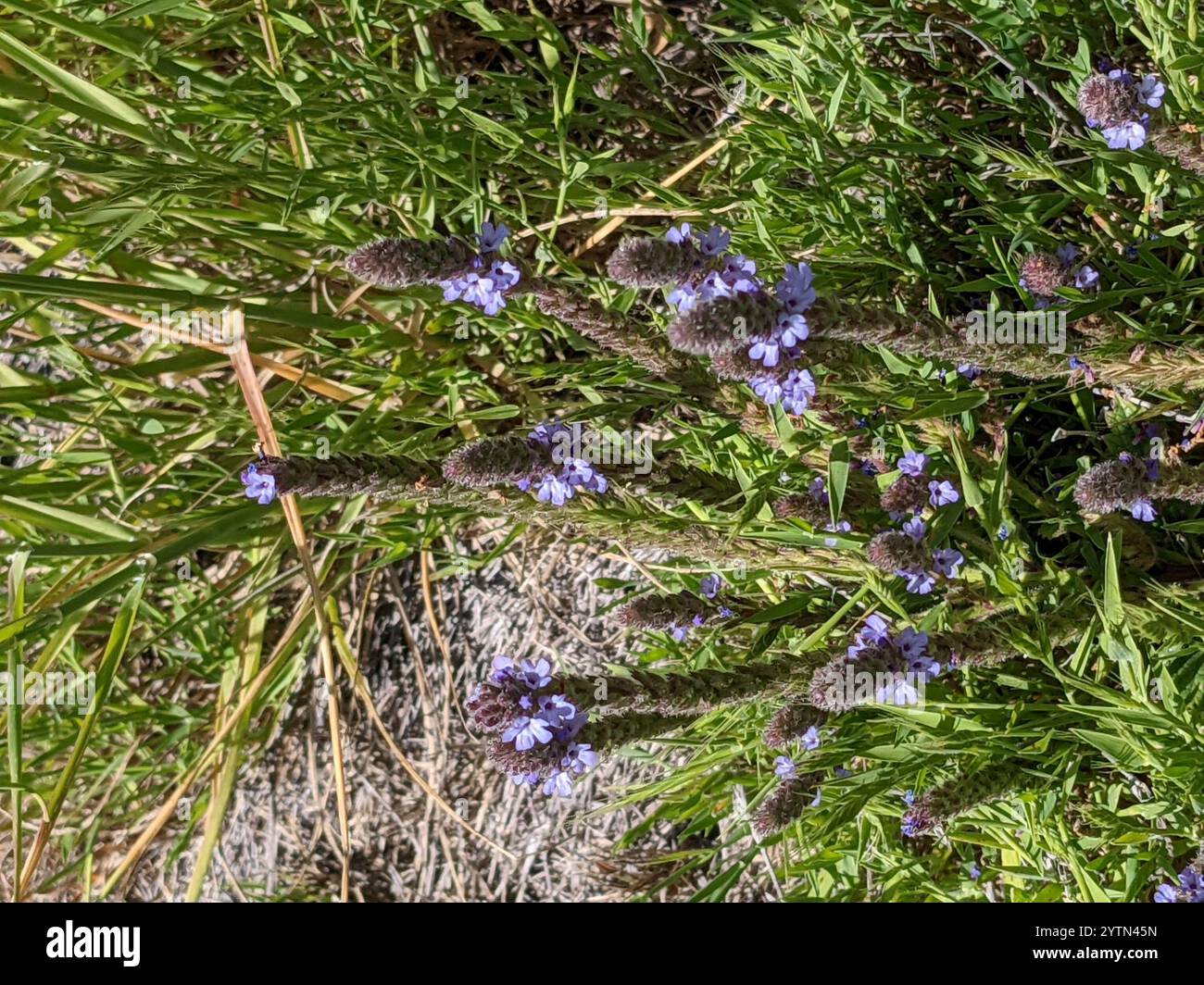 western vervain (Verbena lasiostachys Stock Photo - Alamy