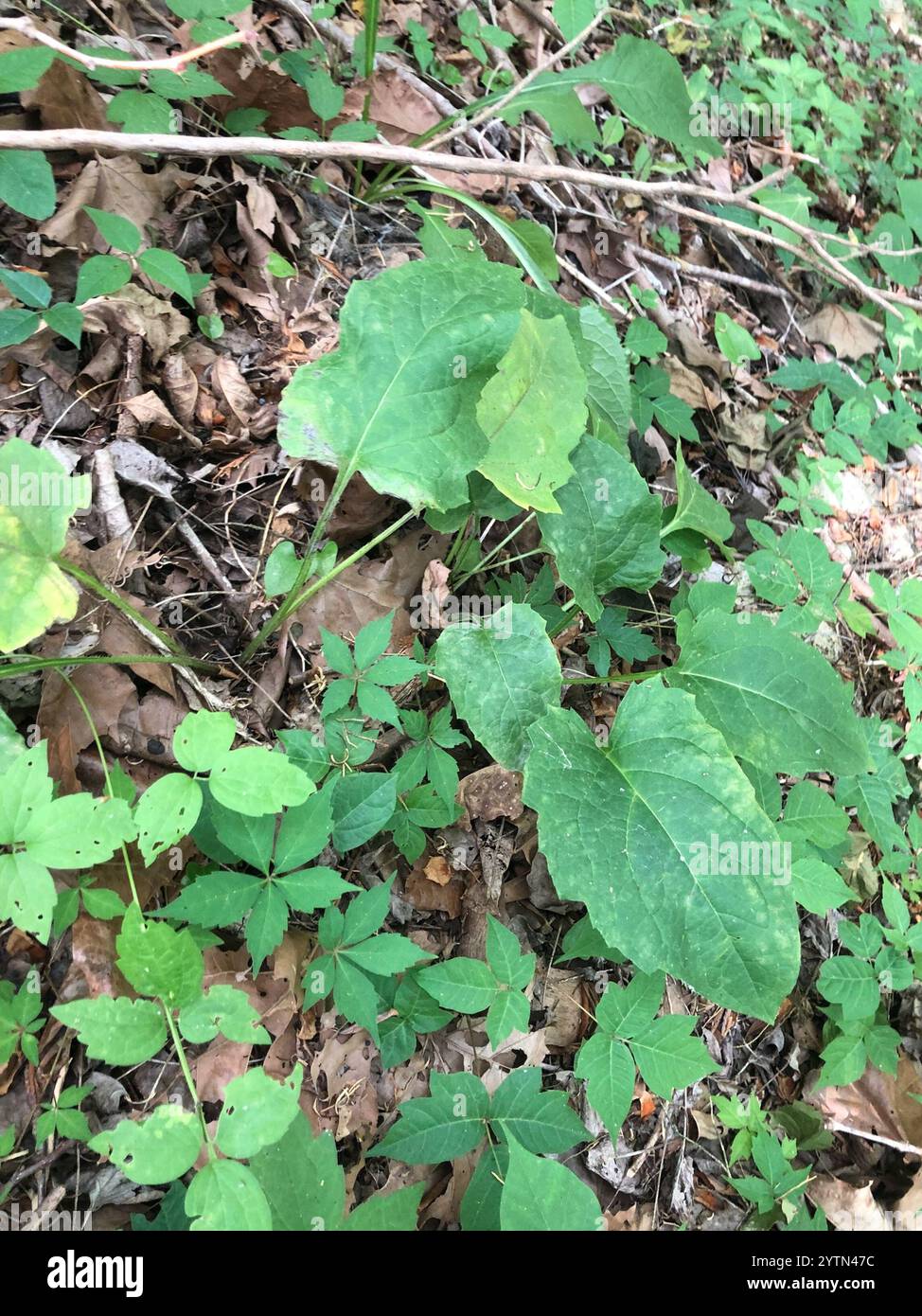 cup plant (Silphium perfoliatum Stock Photo - Alamy