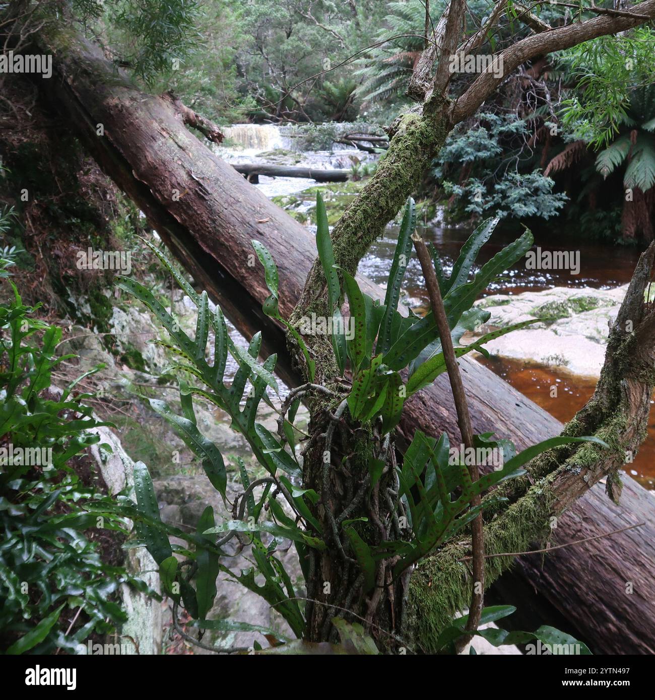 Kangaroo Fern (Microsorum pustulatum pustulatum Stock Photo - Alamy