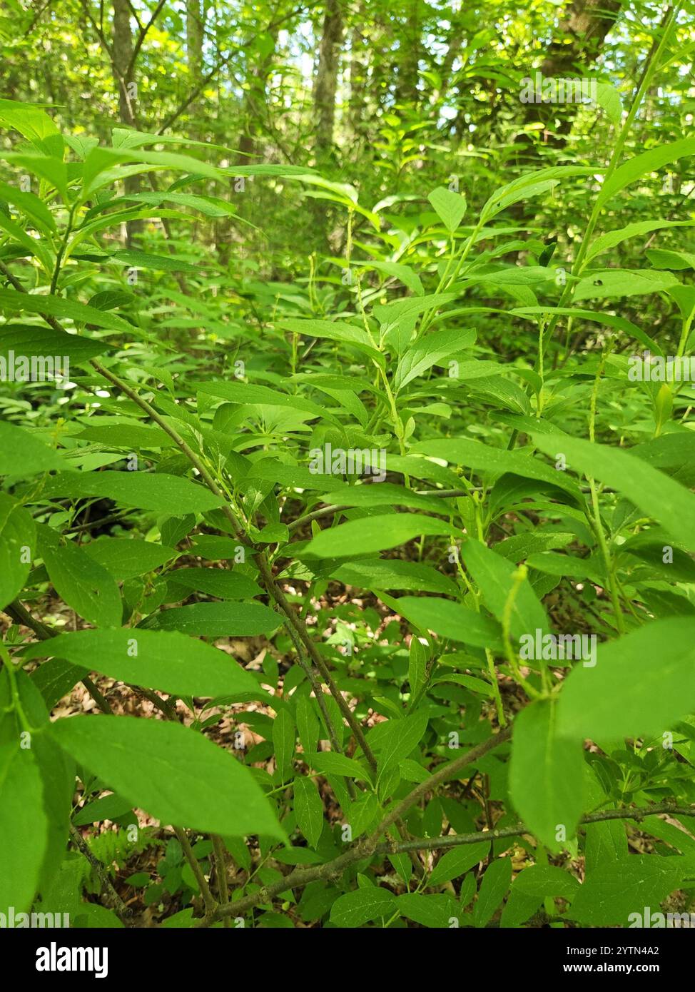Buffalo-nut (Pyrularia pubera Stock Photo - Alamy