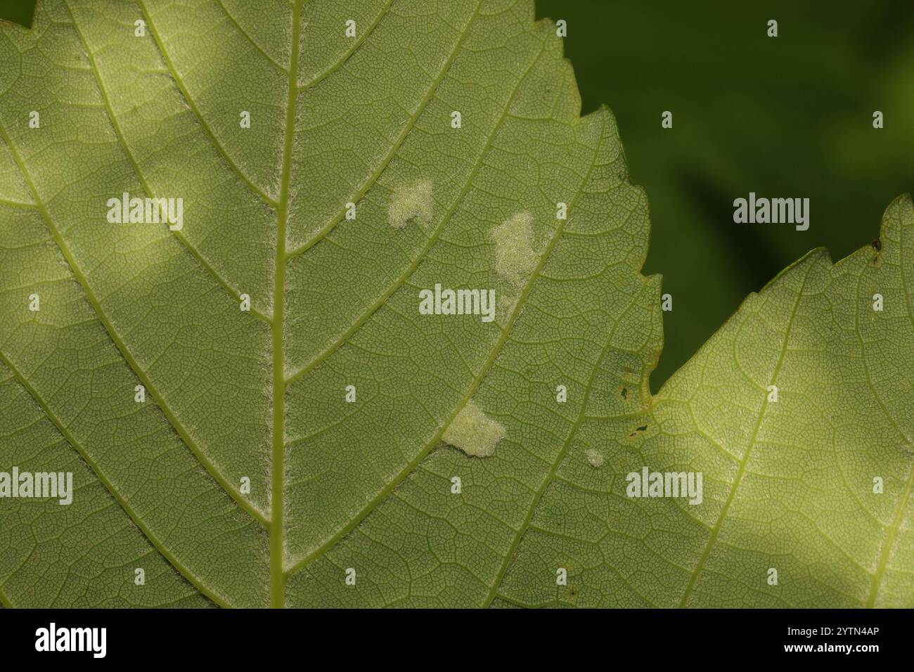 Sycamore Felt Gall Mite (Aceria pseudoplatani Stock Photo - Alamy