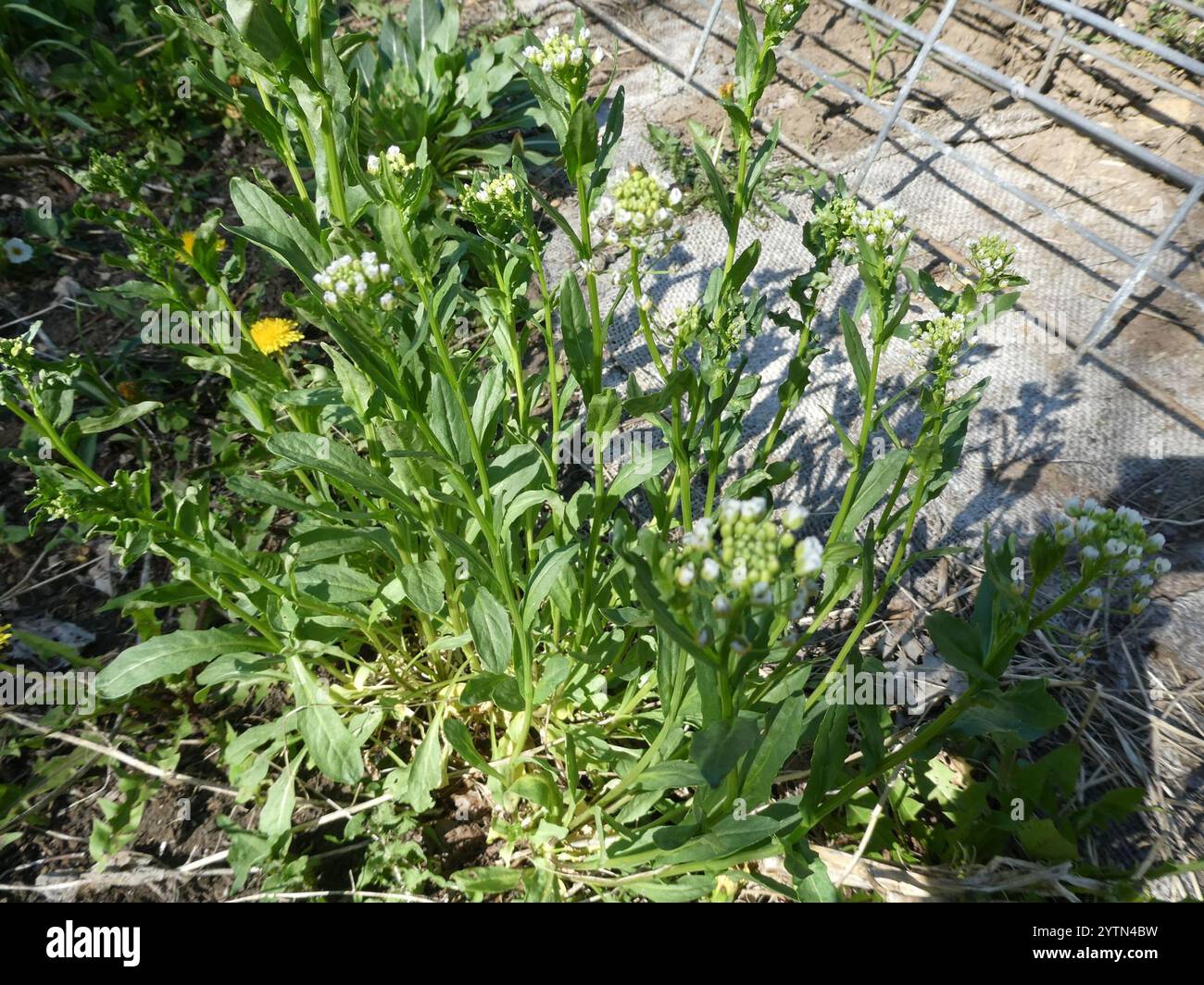 mustard family (Brassicaceae Stock Photo - Alamy