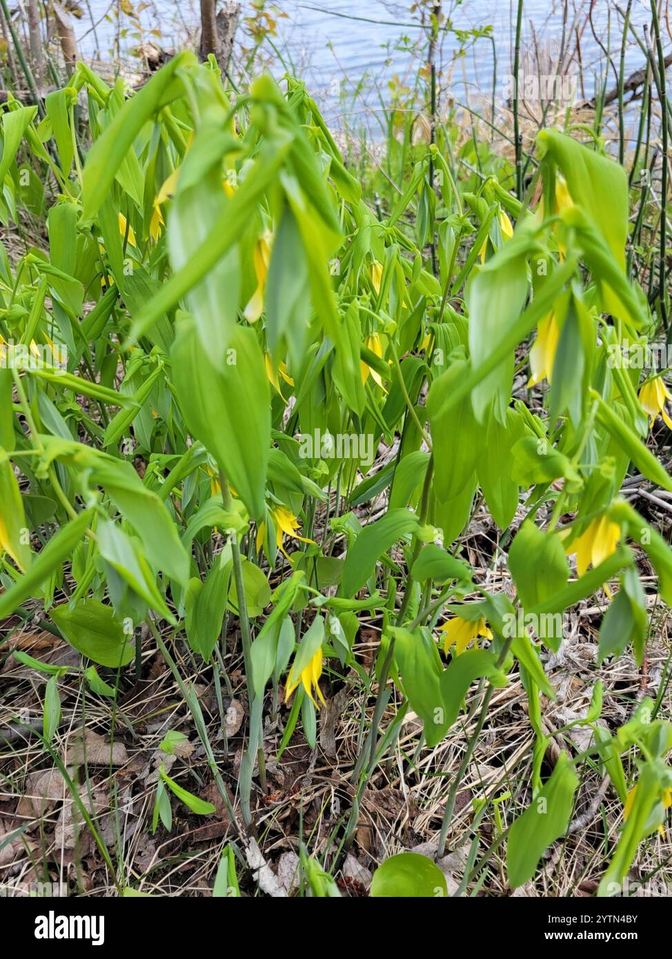 largeflower bellwort (Uvularia grandiflora Stock Photo - Alamy