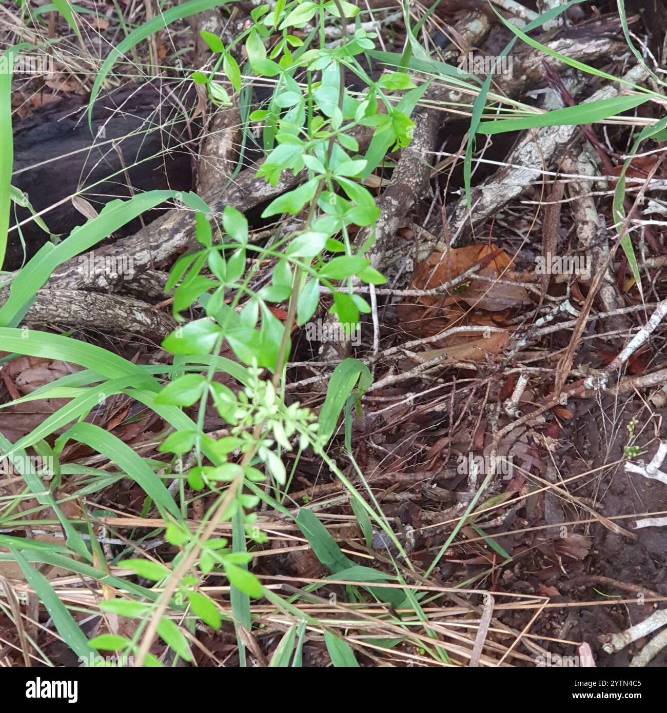 wonga vine (Pandorea pandorana Stock Photo - Alamy