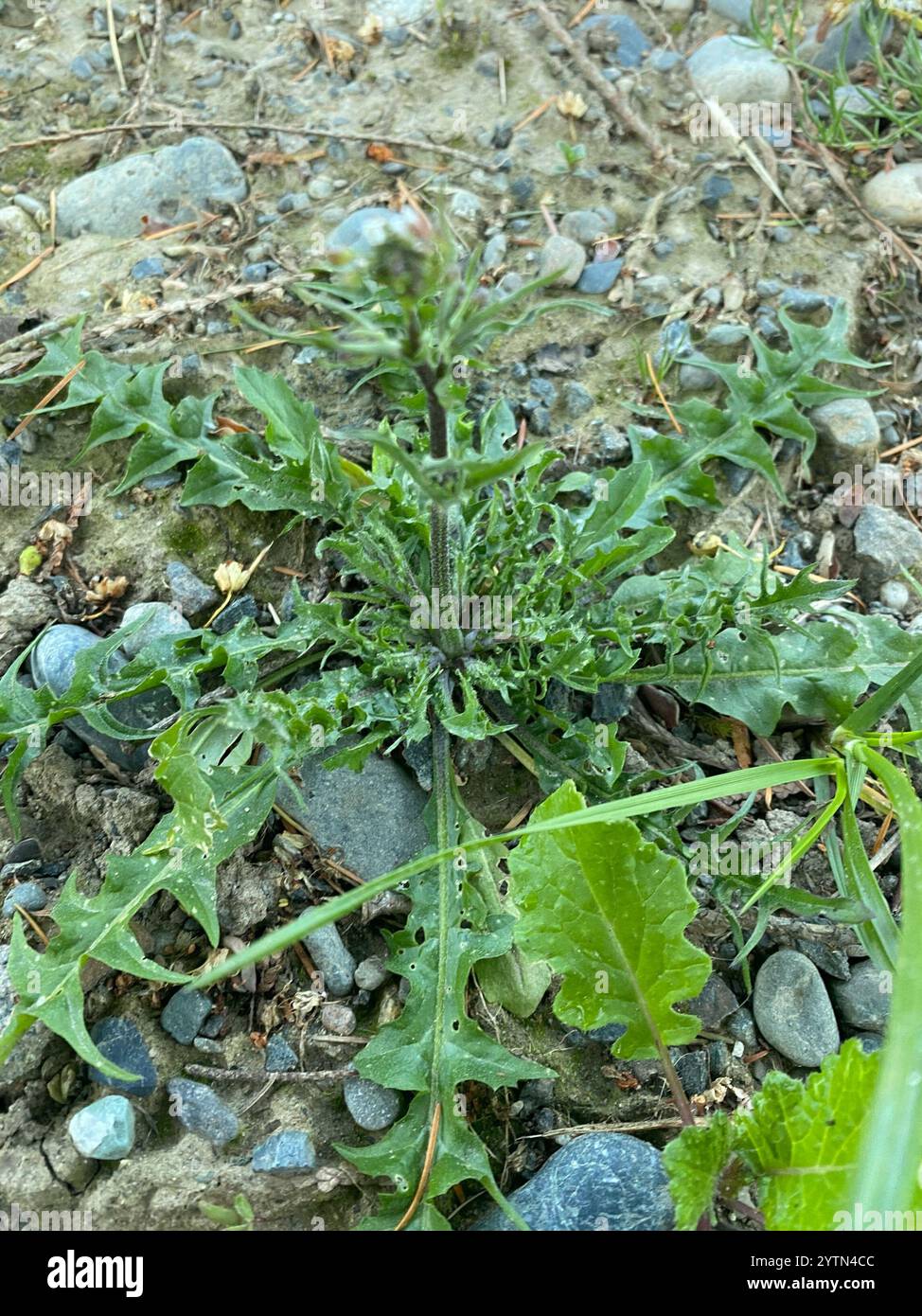 mustard family (Brassicaceae Stock Photo - Alamy