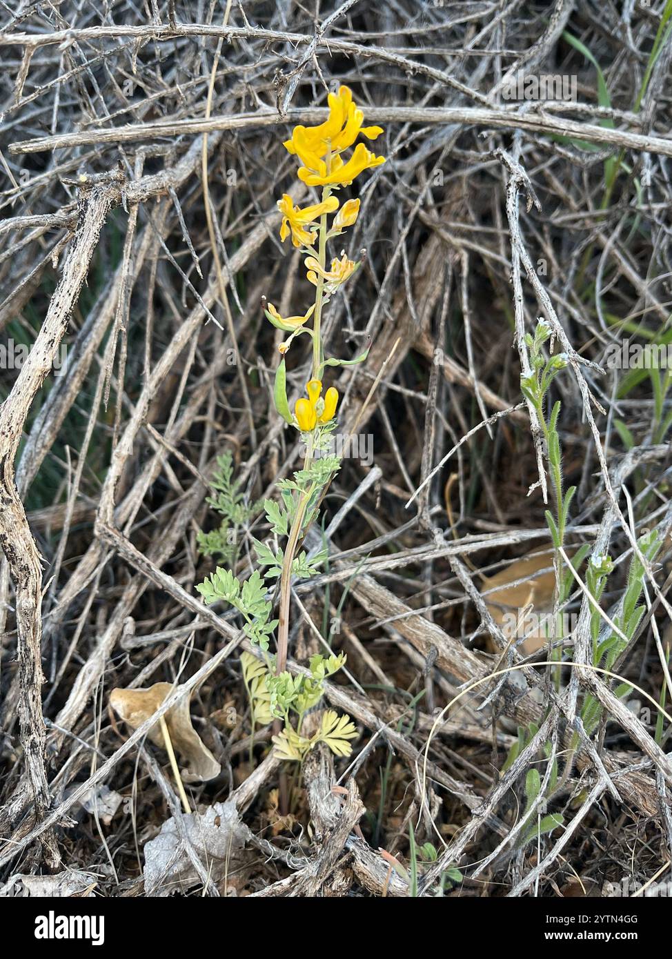 golden corydalis (Corydalis aurea Stock Photo - Alamy