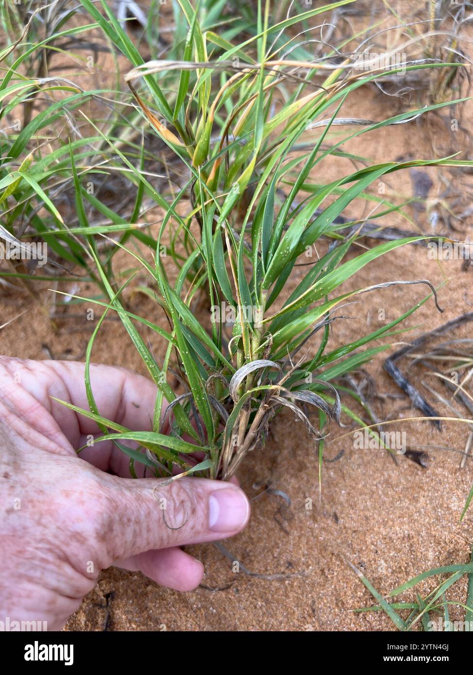 seashore dropseed (Sporobolus virginicus Stock Photo - Alamy