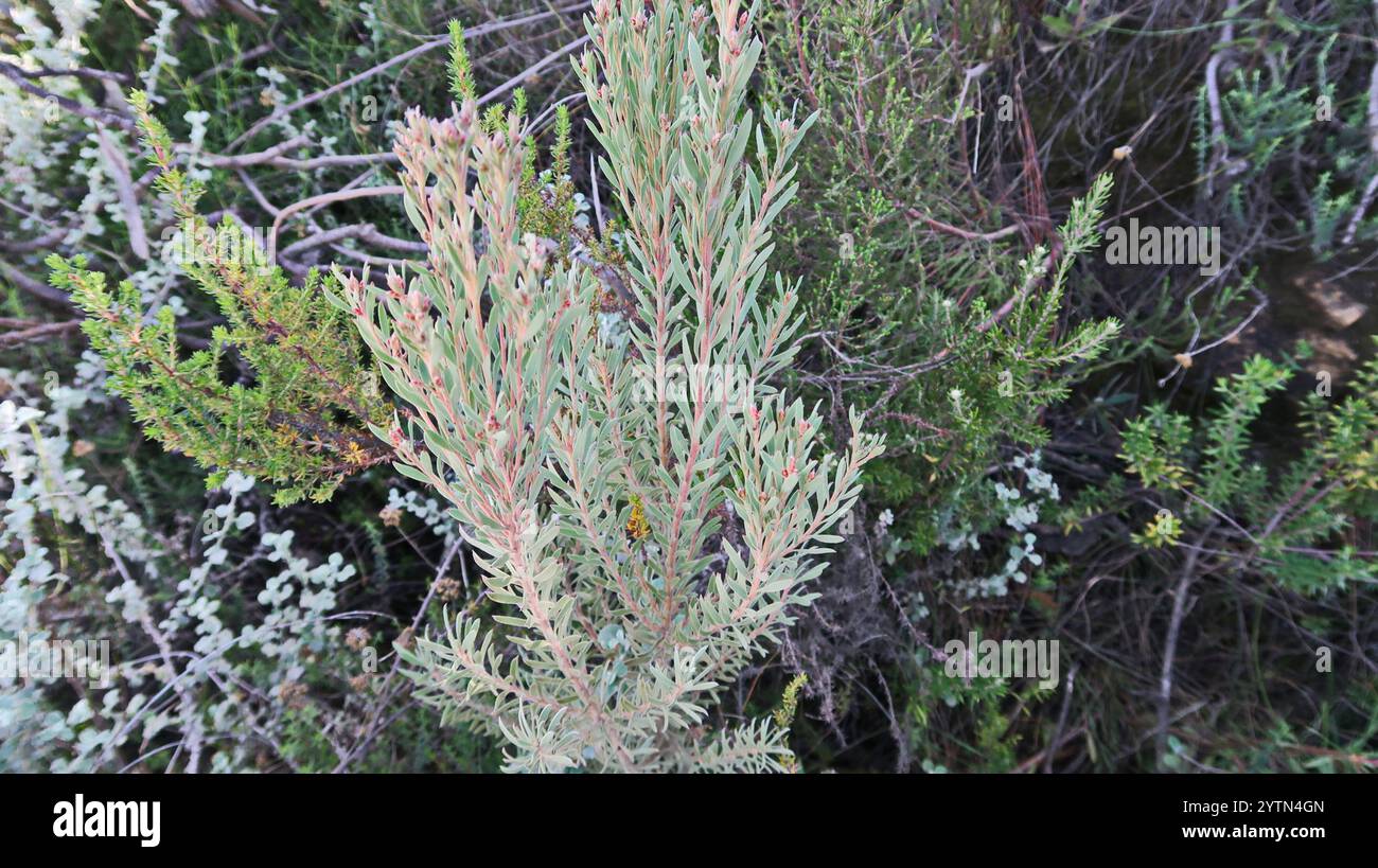 Spinning-top Conebush (Leucadendron rubrum Stock Photo - Alamy
