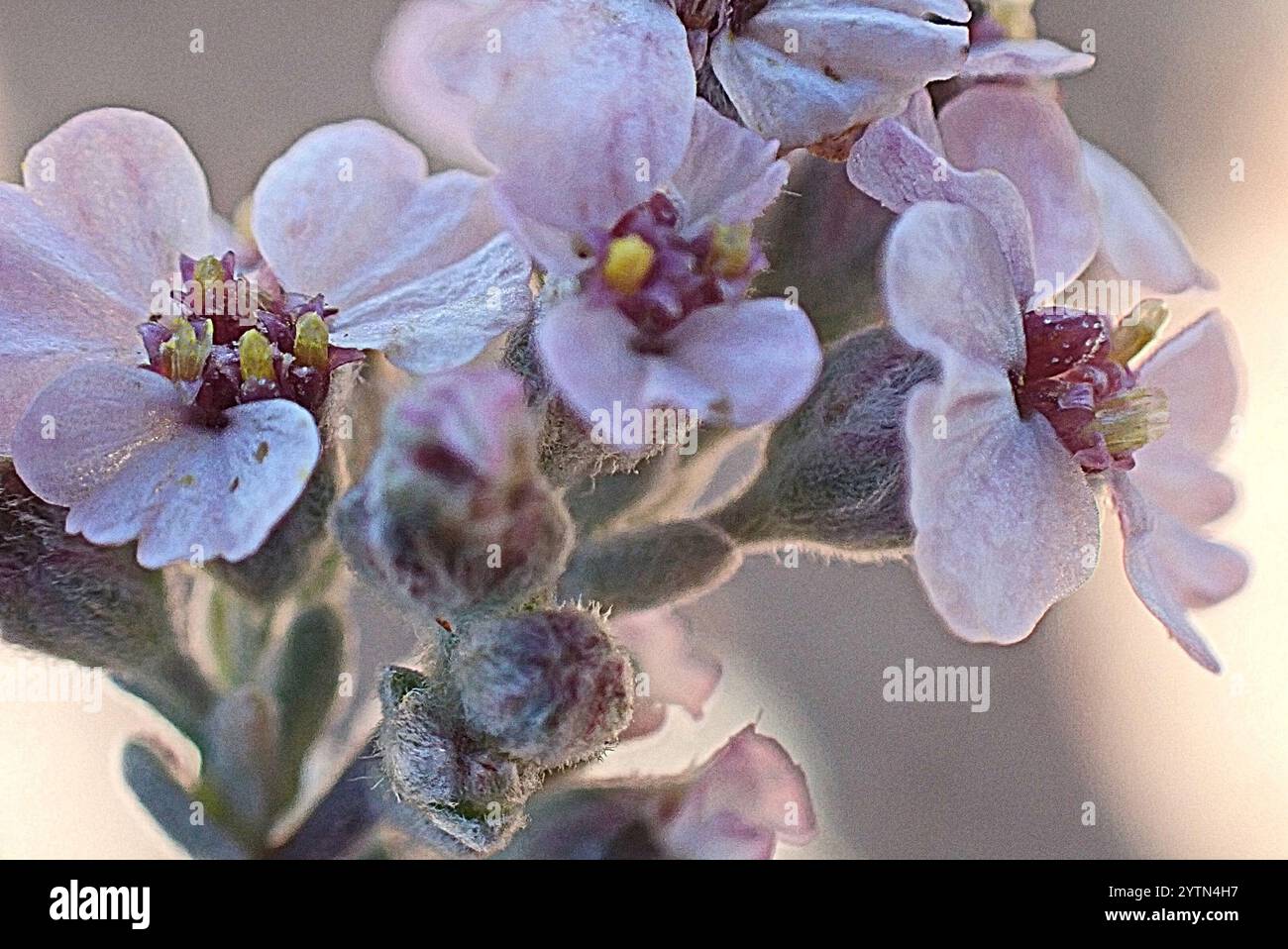 Cape Snow Bush (Eriocephalus africanus Stock Photo - Alamy