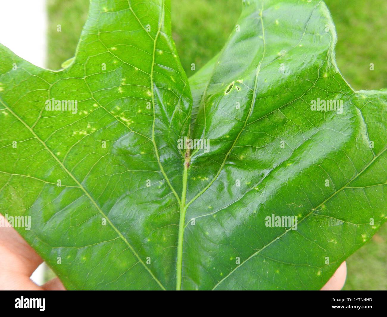 Gall Wasps (Cynipidae Stock Photo - Alamy