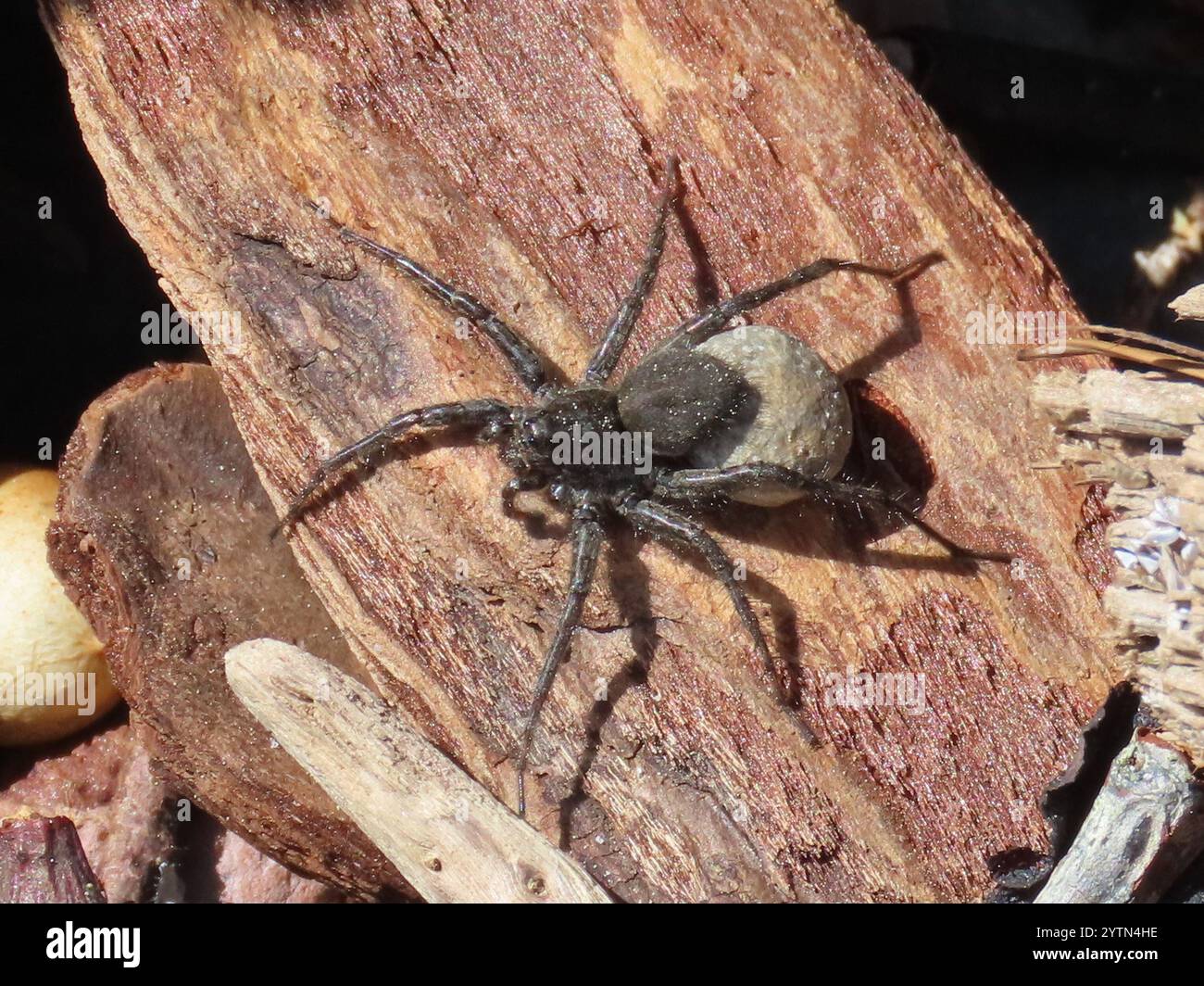 Thin-legged Wolf Spiders (Pardosa Stock Photo - Alamy