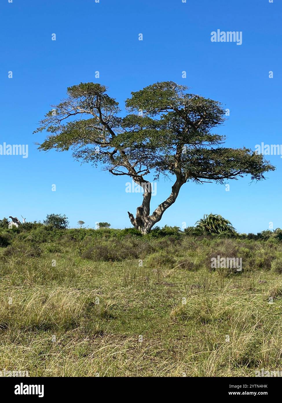 sycamore fig (Ficus sycomorus Stock Photo - Alamy