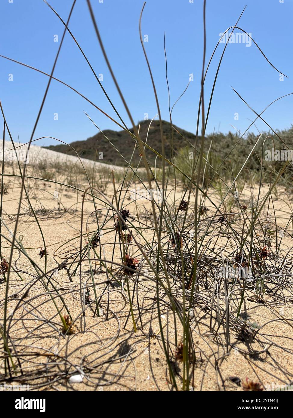 salt rush (Juncus breweri Stock Photo - Alamy