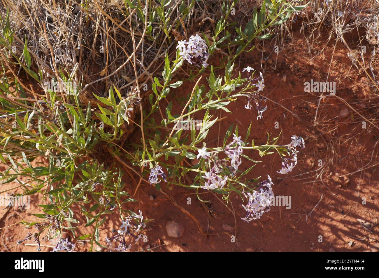 woolly bluestar (Amsonia tomentosa Stock Photo - Alamy