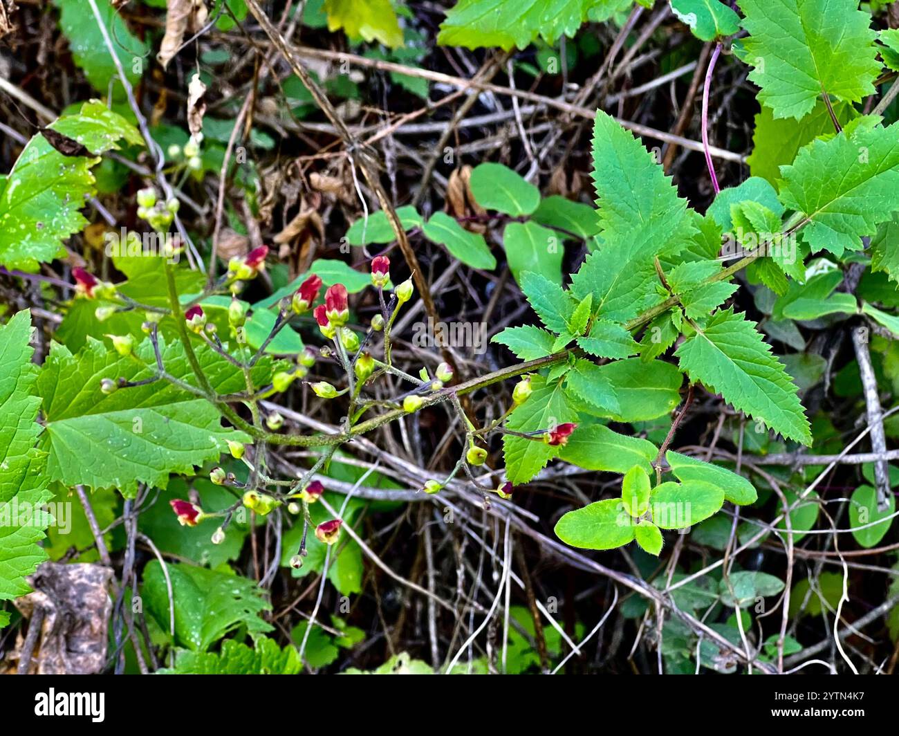California beeplant (Scrophularia californica Stock Photo - Alamy