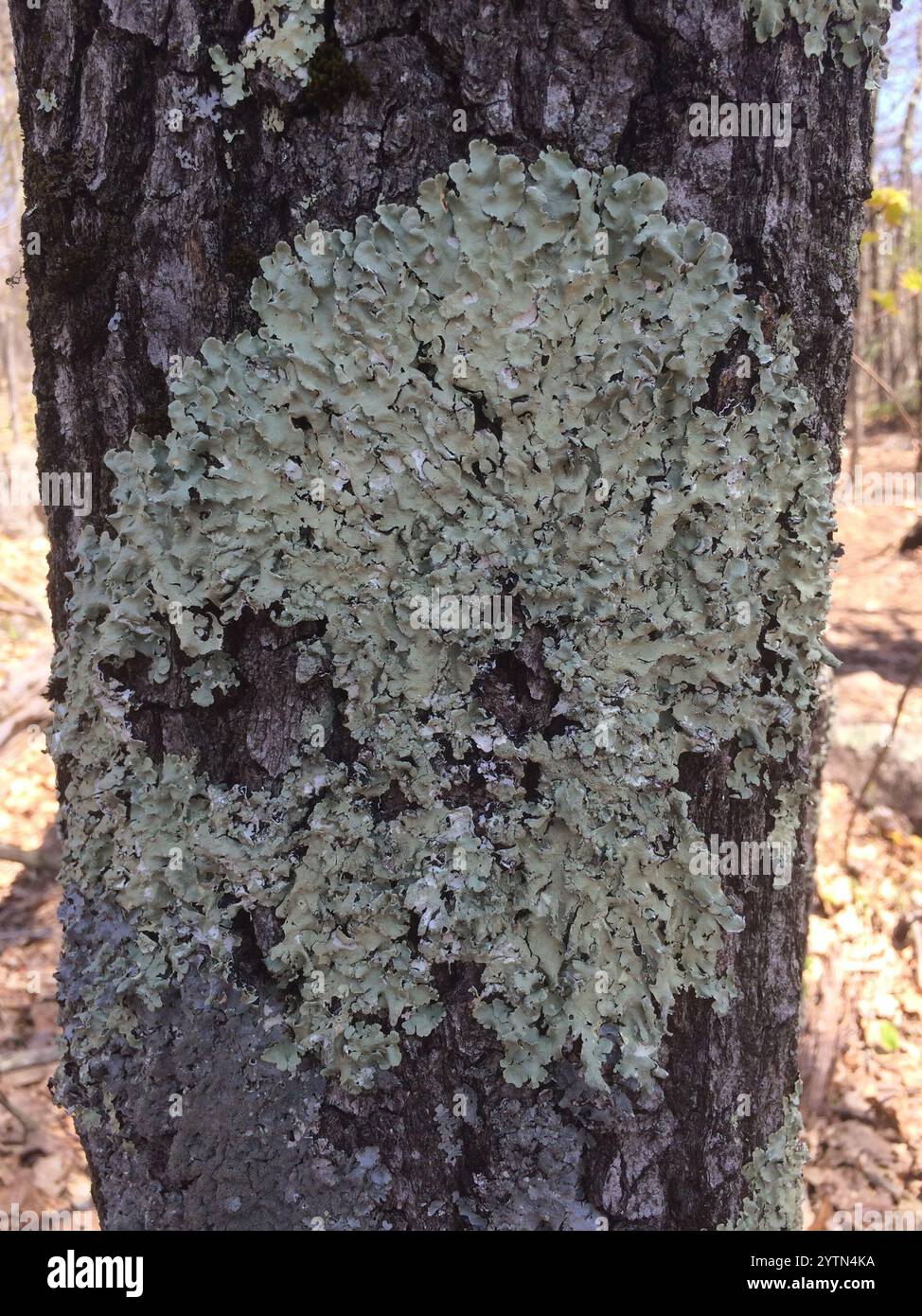 common greenshield lichen (Flavoparmelia caperata Stock Photo - Alamy