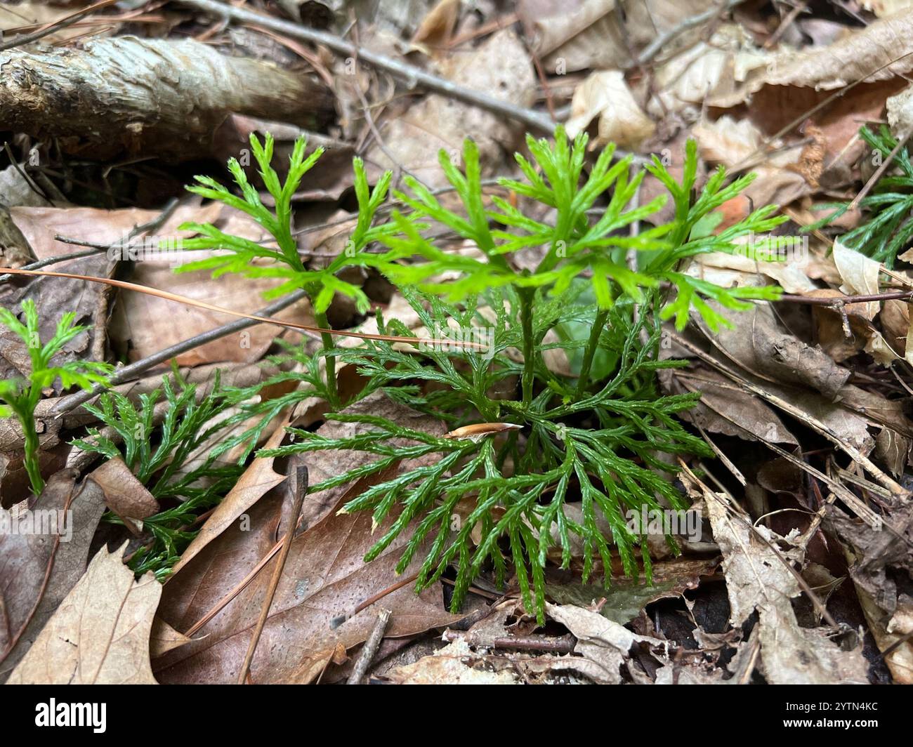 fan clubmoss (Diphasiastrum digitatum Stock Photo - Alamy