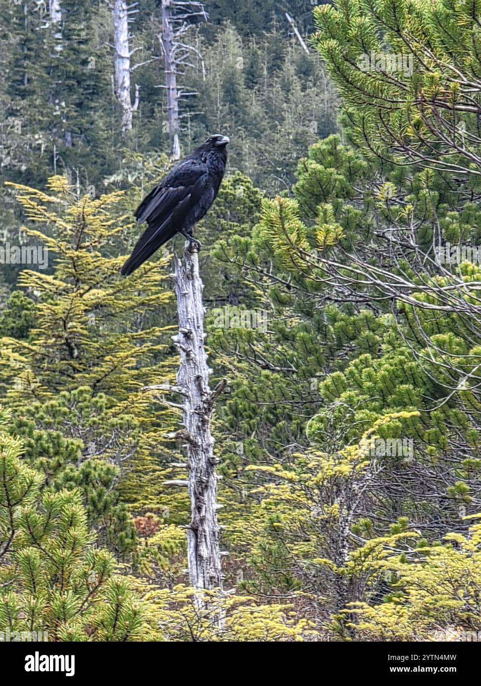 Common Raven (Corvus corax Stock Photo - Alamy