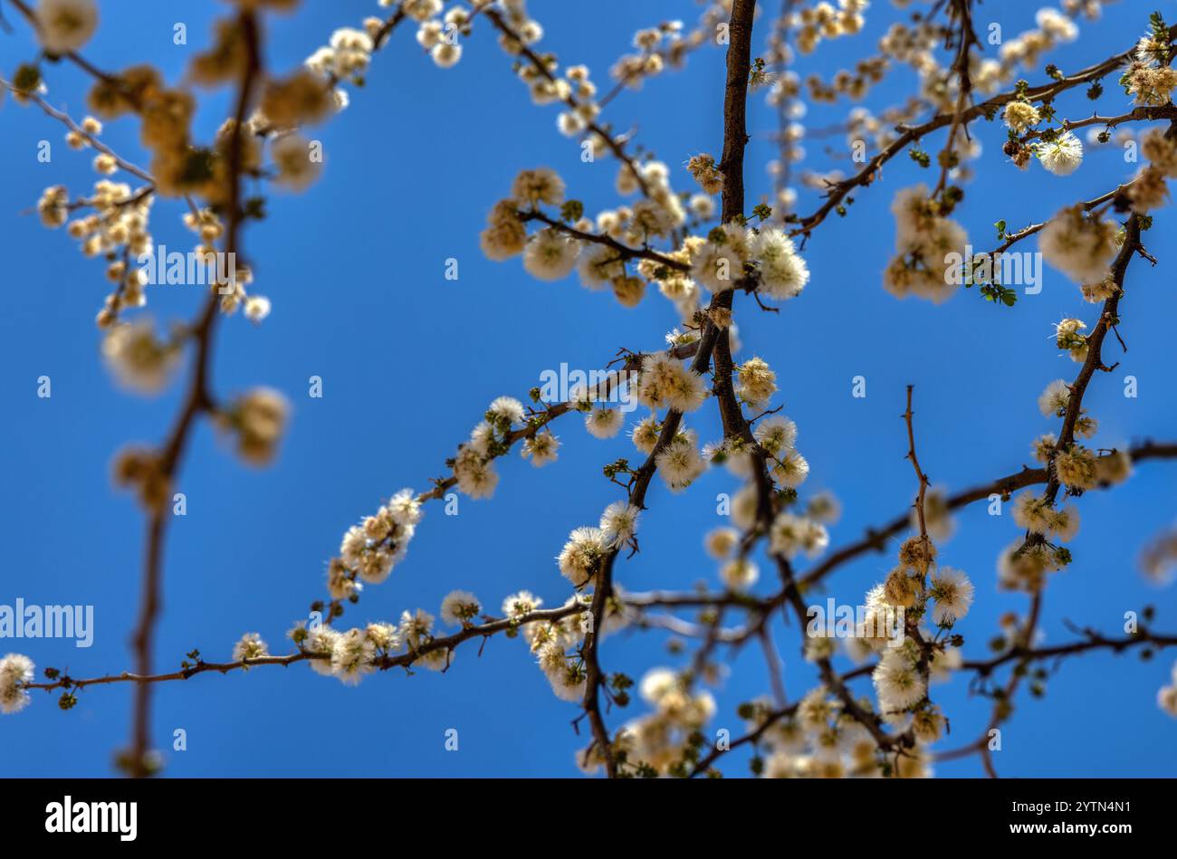 Senegalia acacia mellifera hi-res stock photography and images - Alamy