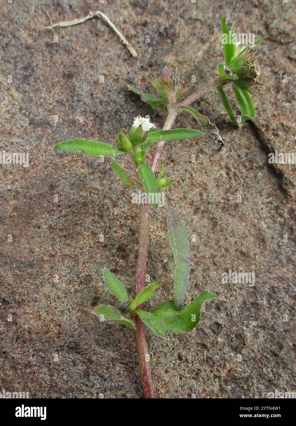 Limeum Family (Limeaceae Stock Photo - Alamy