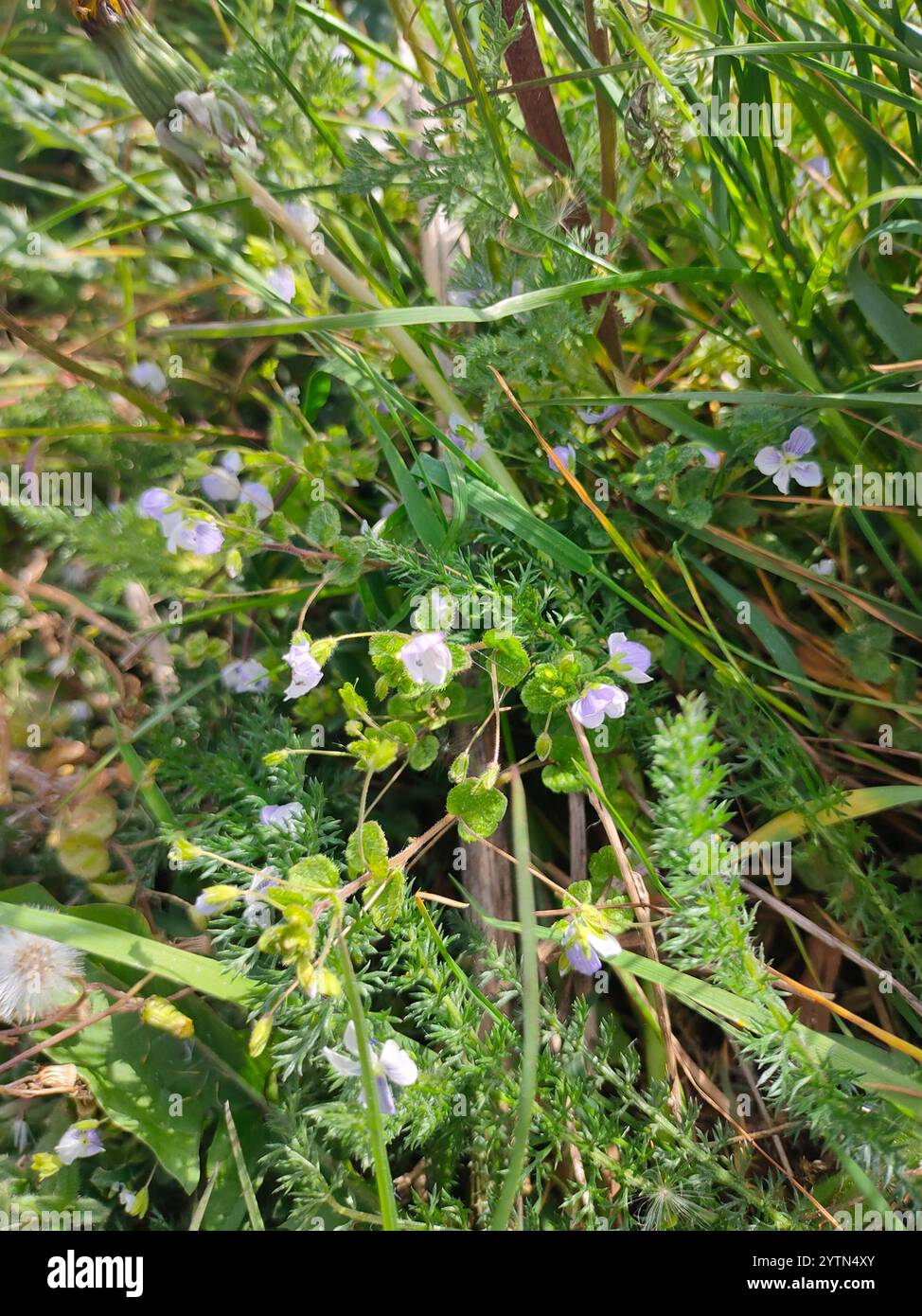 Slender speedwell (Veronica filiformis Stock Photo - Alamy