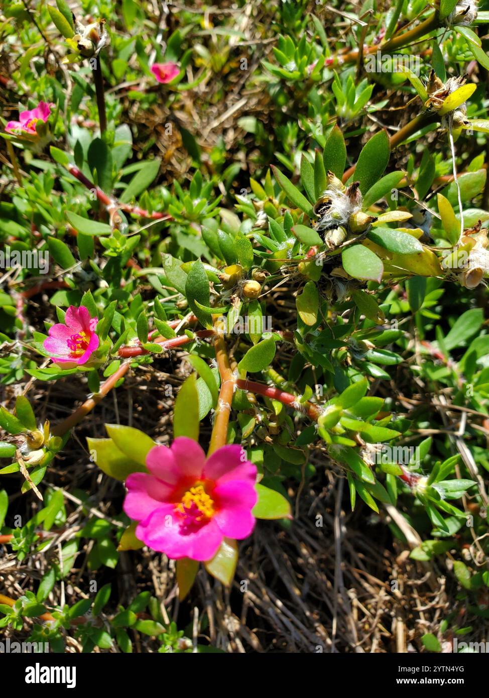 Paraguayan Purslane (Portulaca amilis Stock Photo - Alamy