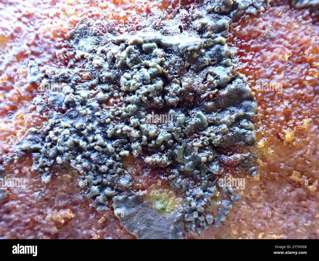 encrusting red algae (Hildenbrandia Stock Photo - Alamy