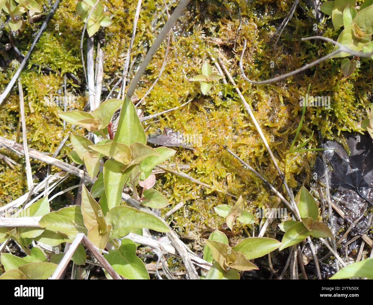 Kneiff's hook-moss (Drepanocladus aduncus Stock Photo - Alamy