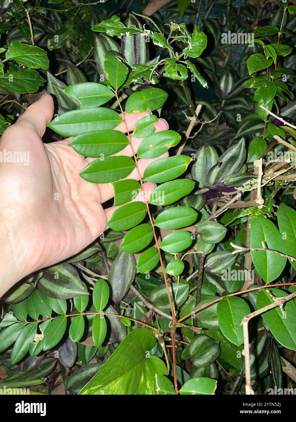Paradise Tree (Simarouba glauca Stock Photo - Alamy