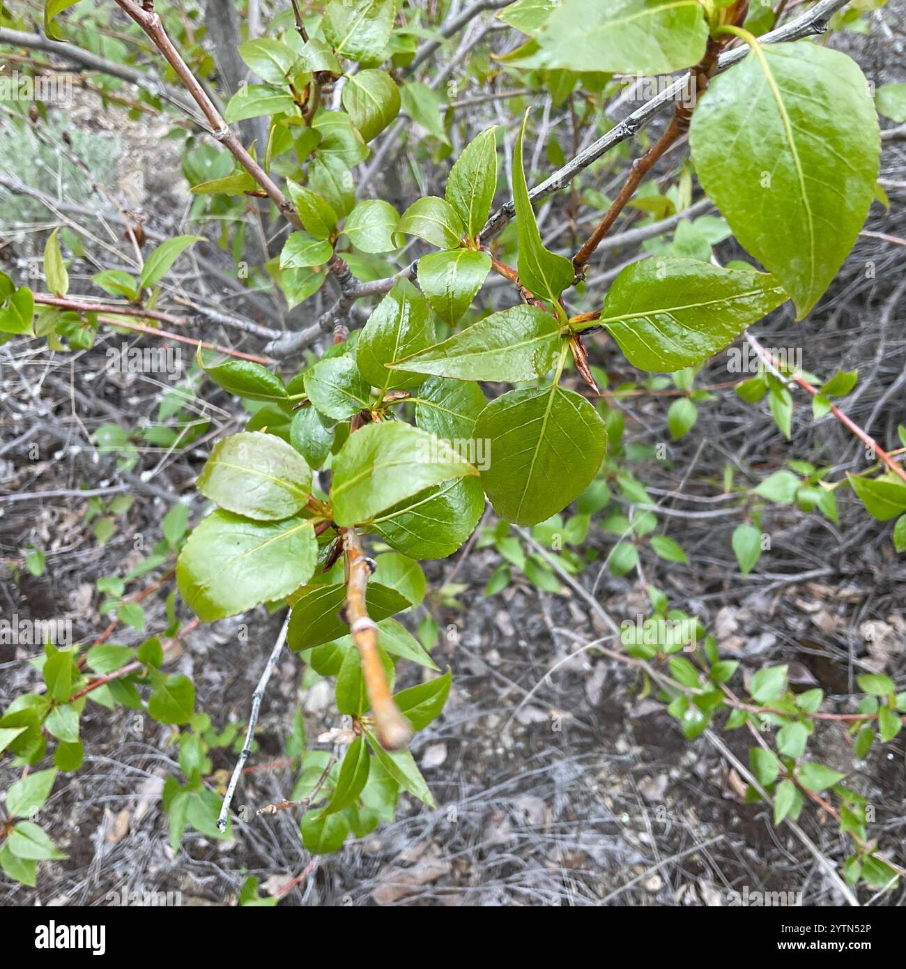 black cottonwood (Populus trichocarpa Stock Photo - Alamy