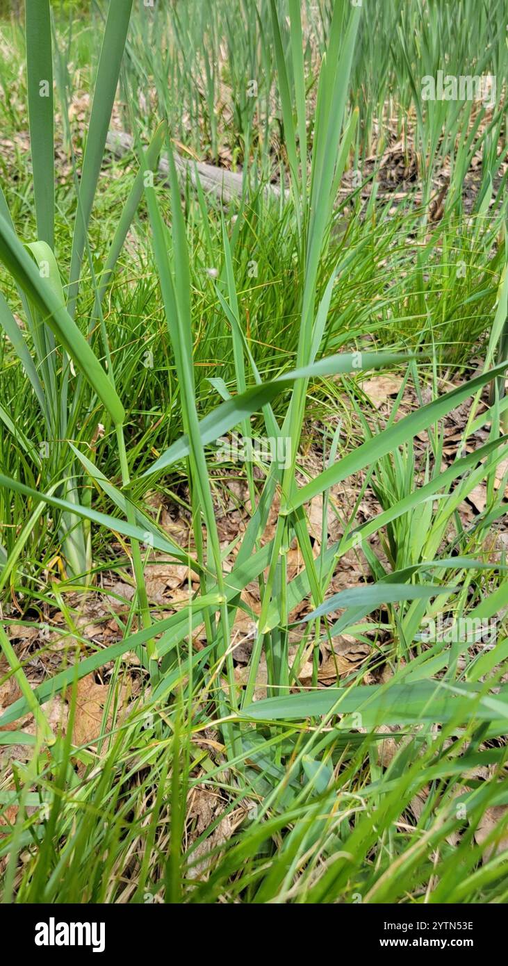 European reed (Phragmites australis australis Stock Photo - Alamy