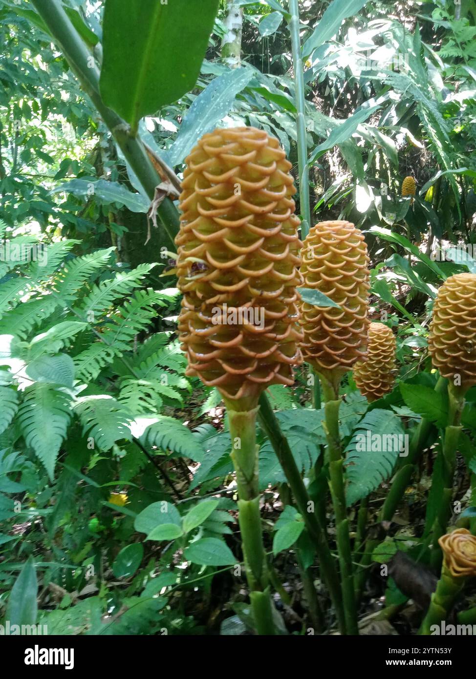 beehive ginger (Zingiber spectabile Stock Photo - Alamy