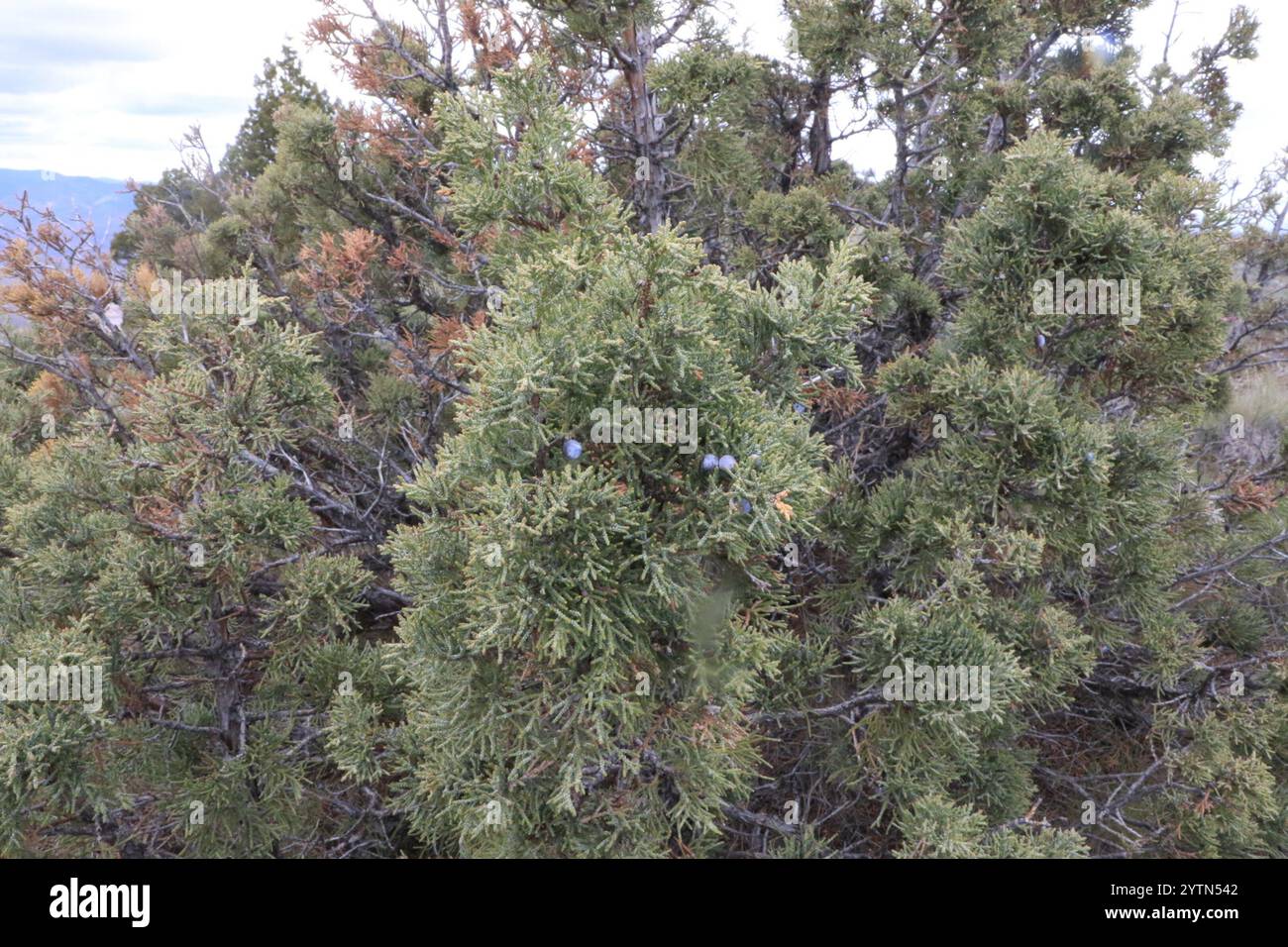 western juniper (Juniperus occidentalis Stock Photo - Alamy