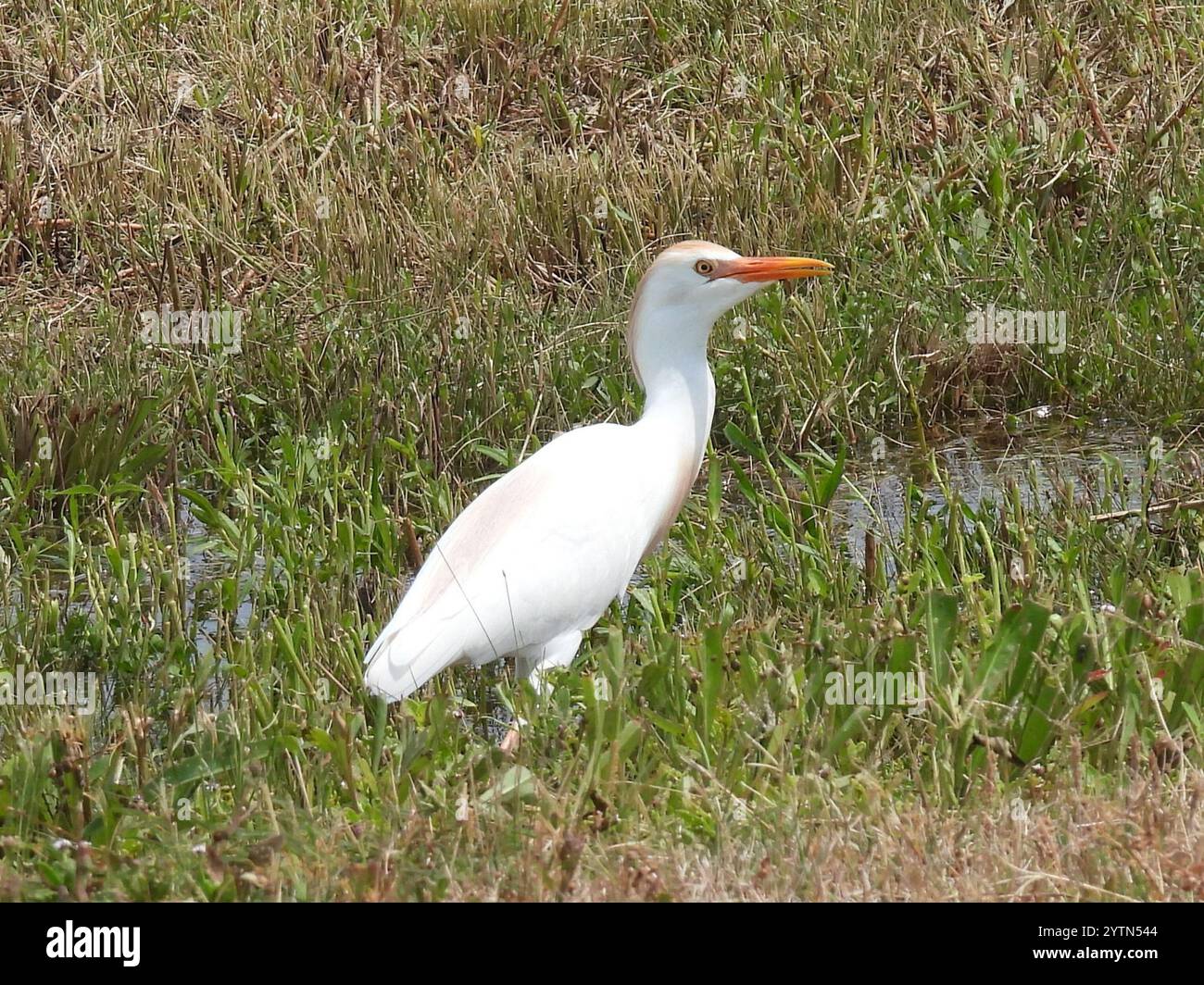Western Cattle-Egret (Ardea ibis Stock Photo - Alamy