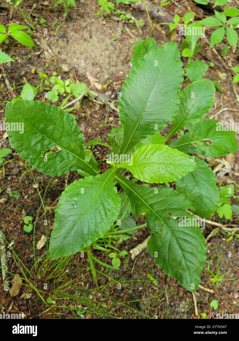 leafy elephant's-foot (Elephantopus carolinianus Stock Photo - Alamy