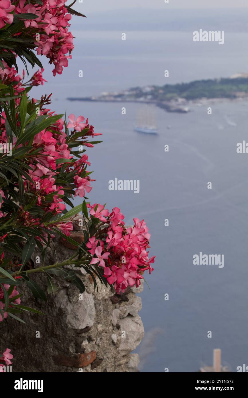 Pink Flowers by the Sea Stock Photo - Alamy