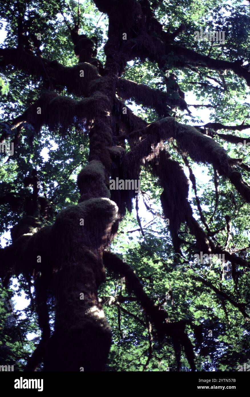 Olymplc National Park, WA. U.S.A. Hoh Rain Forest. 1980. Almost 130 ...