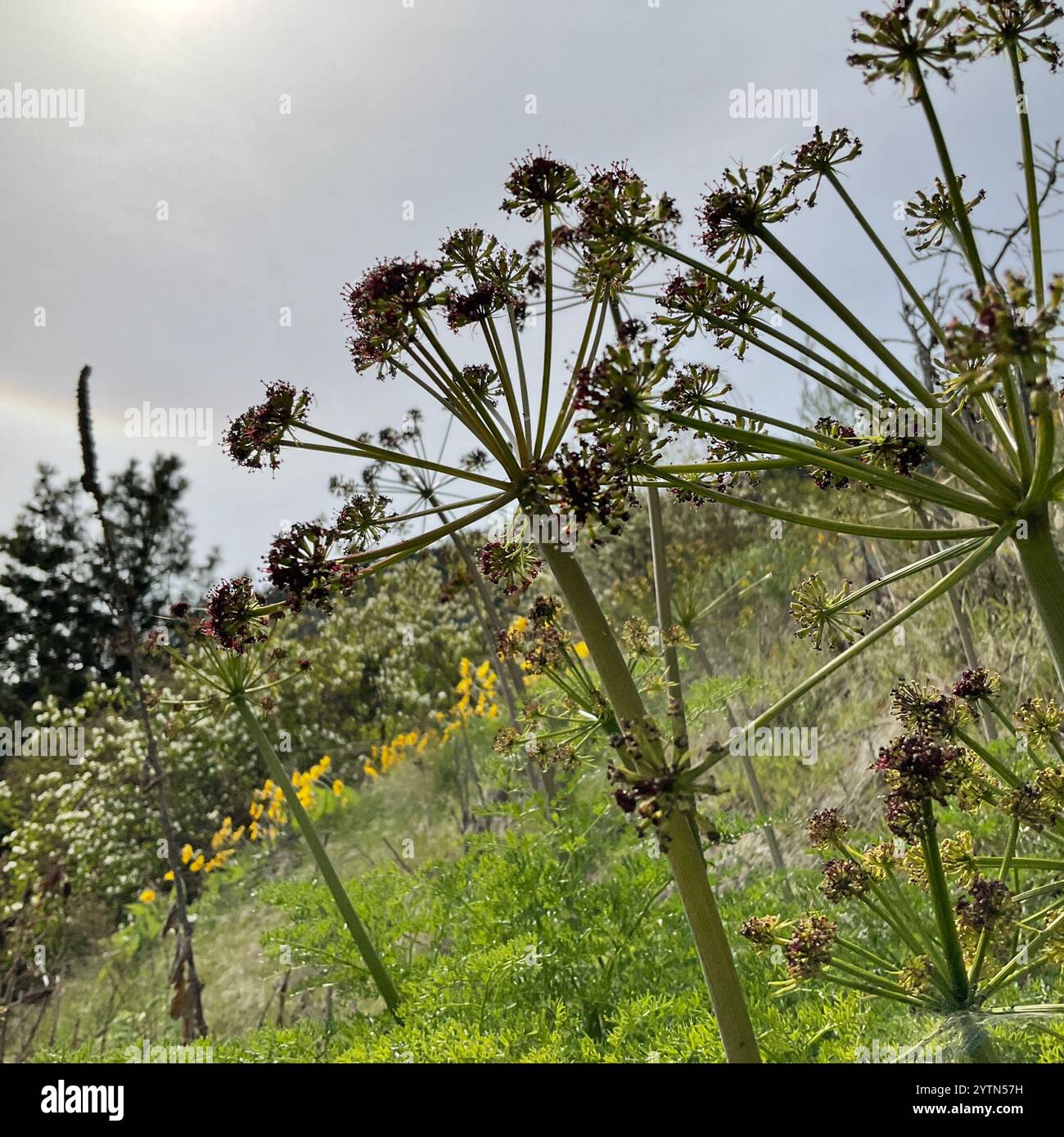 Carrotleaf Biscuitroot (Lomatium multifidum Stock Photo - Alamy