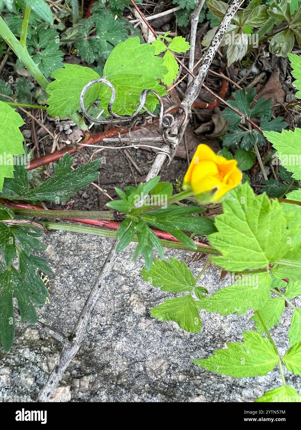 bulbous buttercup (Ranunculus bulbosus Stock Photo - Alamy