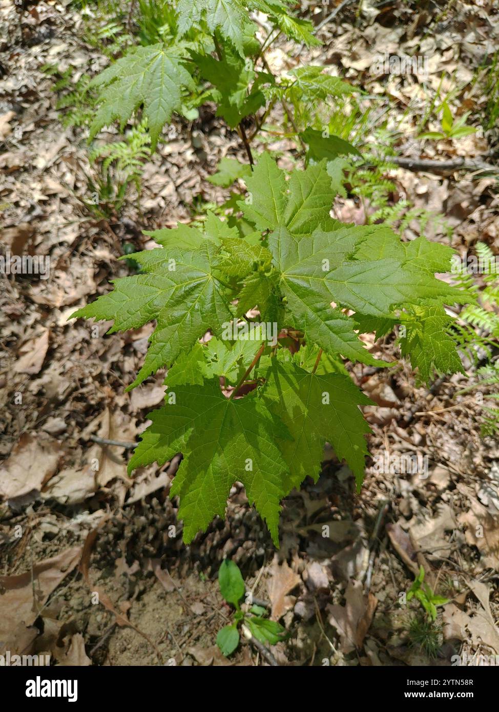 Acer freemanii hi-res stock photography and images - Alamy