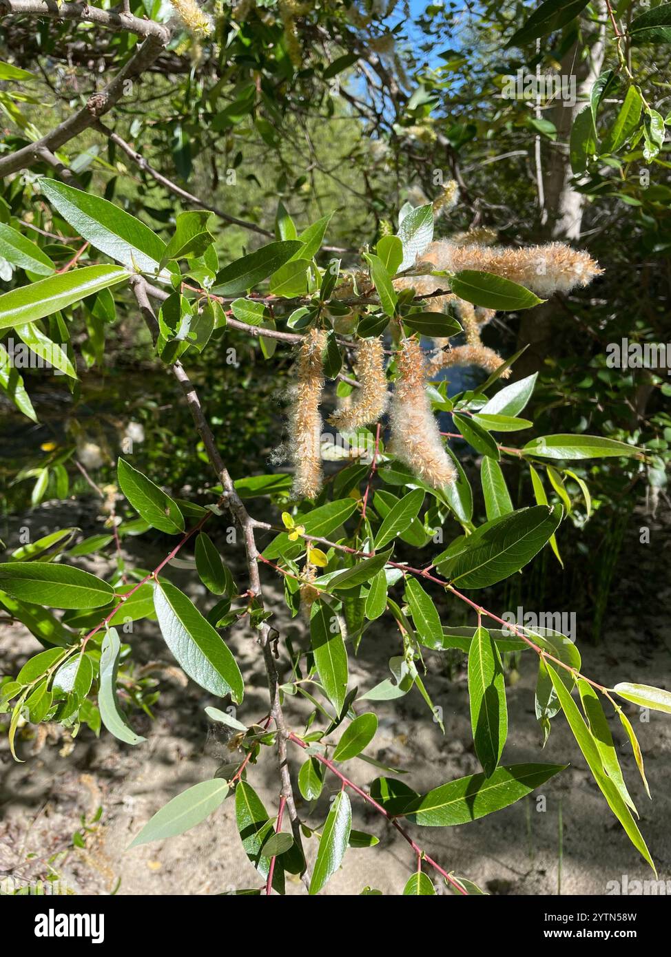 red willow (Salix laevigata Stock Photo - Alamy