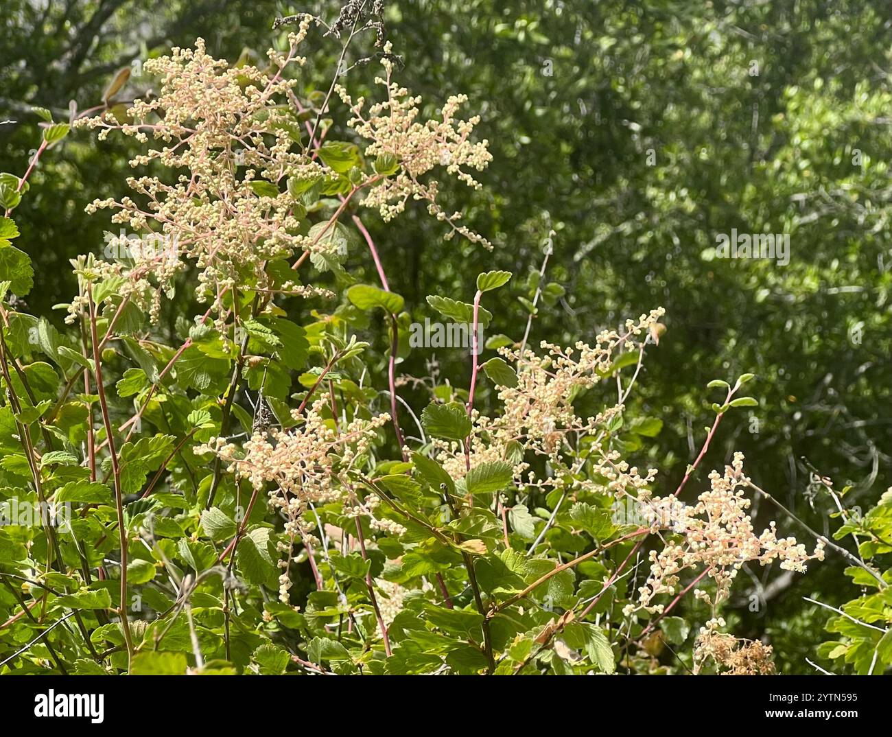 Ocean spray (Holodiscus discolor Stock Photo - Alamy