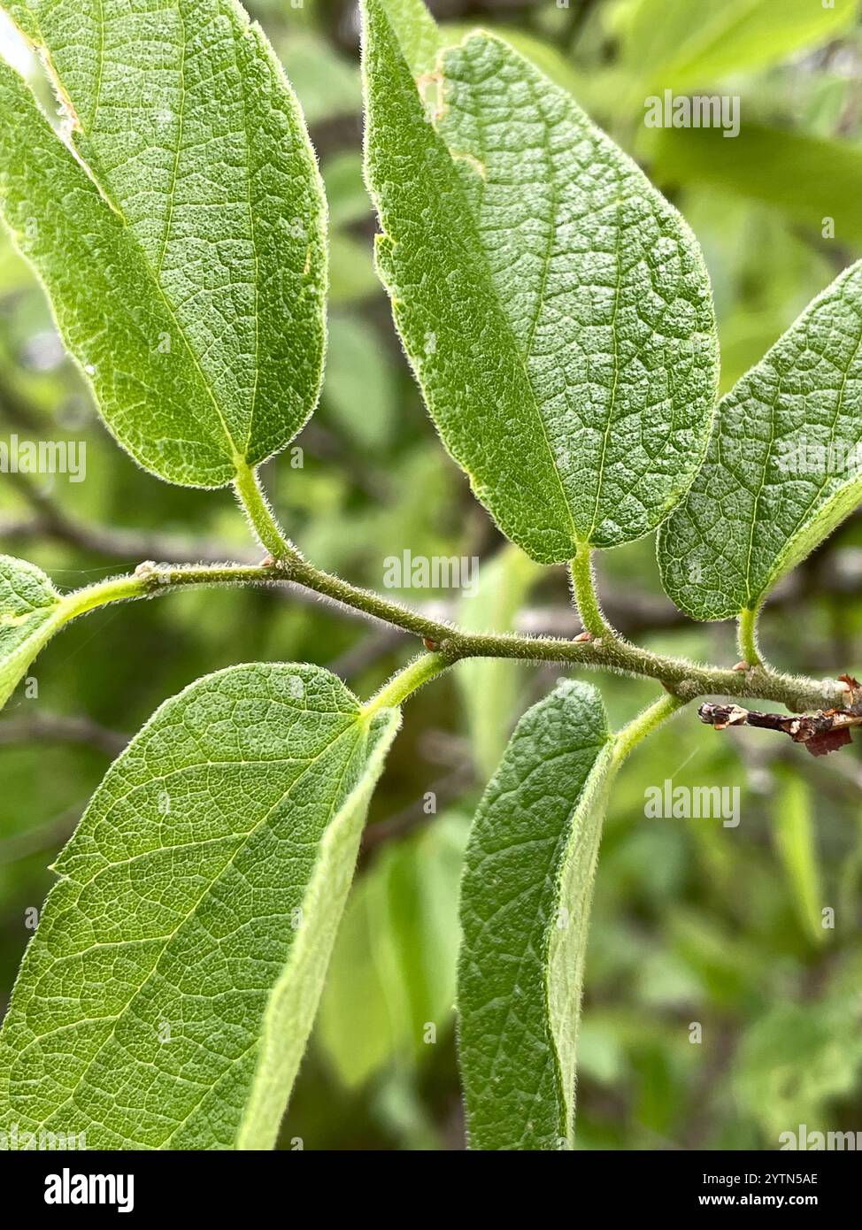 netleaf hackberry (Celtis reticulata Stock Photo - Alamy