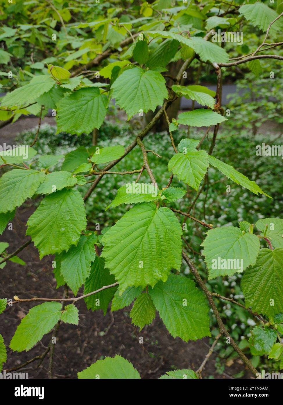 common hazel (Corylus avellana Stock Photo - Alamy
