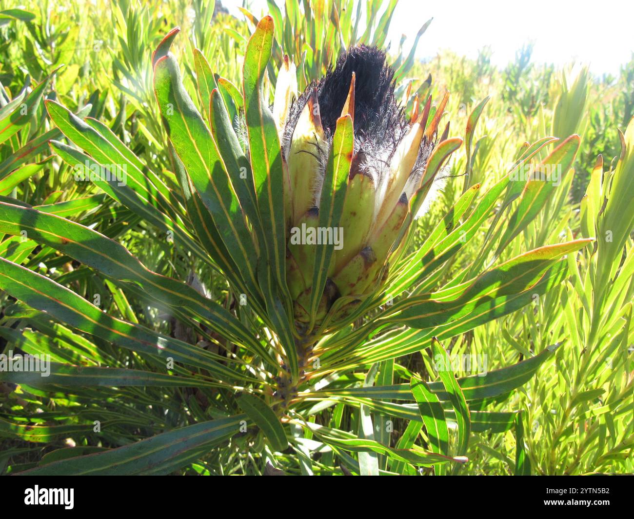 Long-leaf Sugarbush (Protea longifolia Stock Photo - Alamy