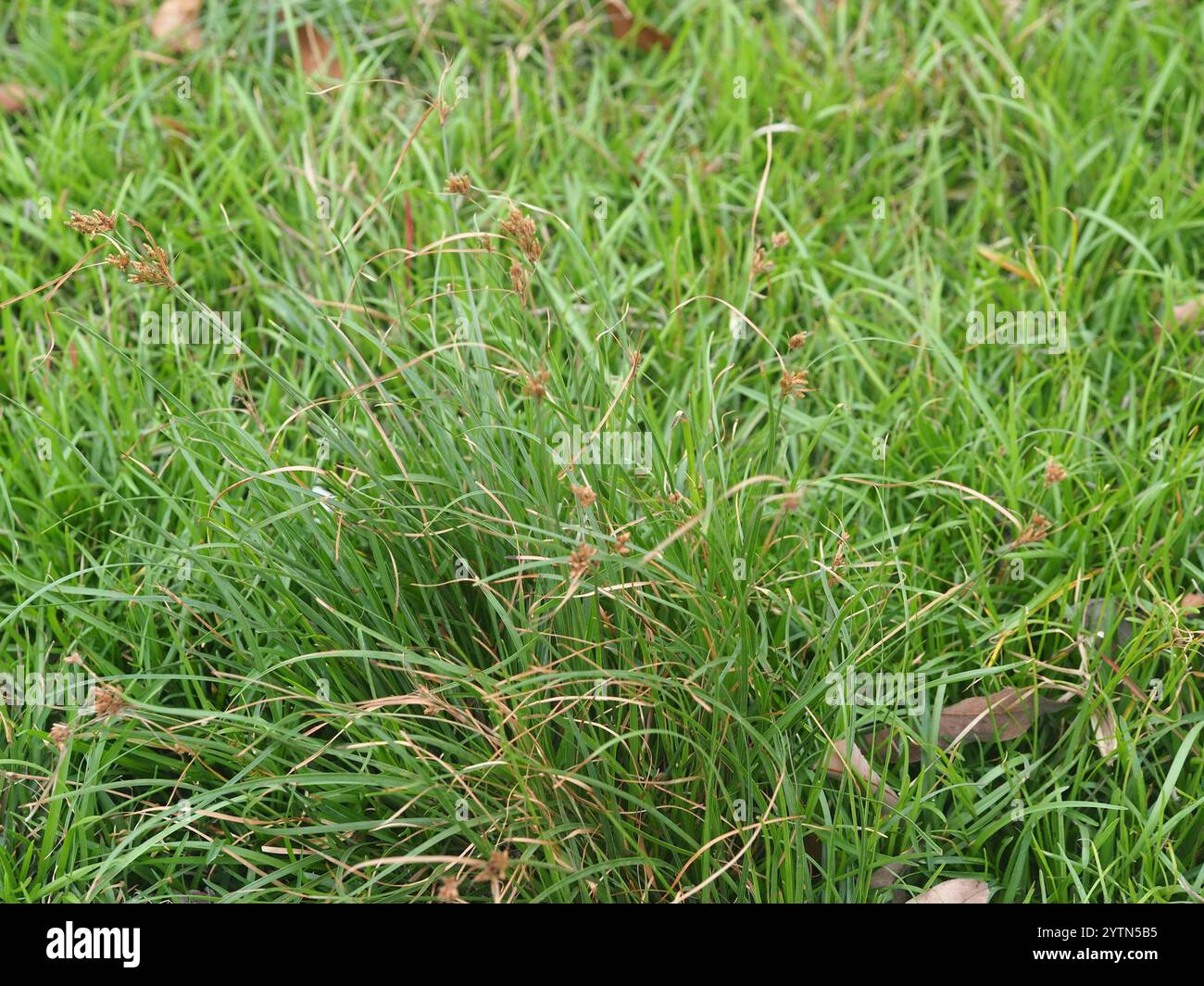 Common Fringe-rush (Fimbristylis dichotoma Stock Photo - Alamy