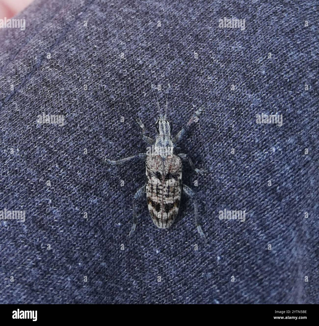 Ribbed Pine Borer (Rhagium inquisitor Stock Photo - Alamy